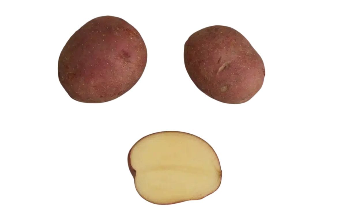 AAC RED FOX | PotatoPro