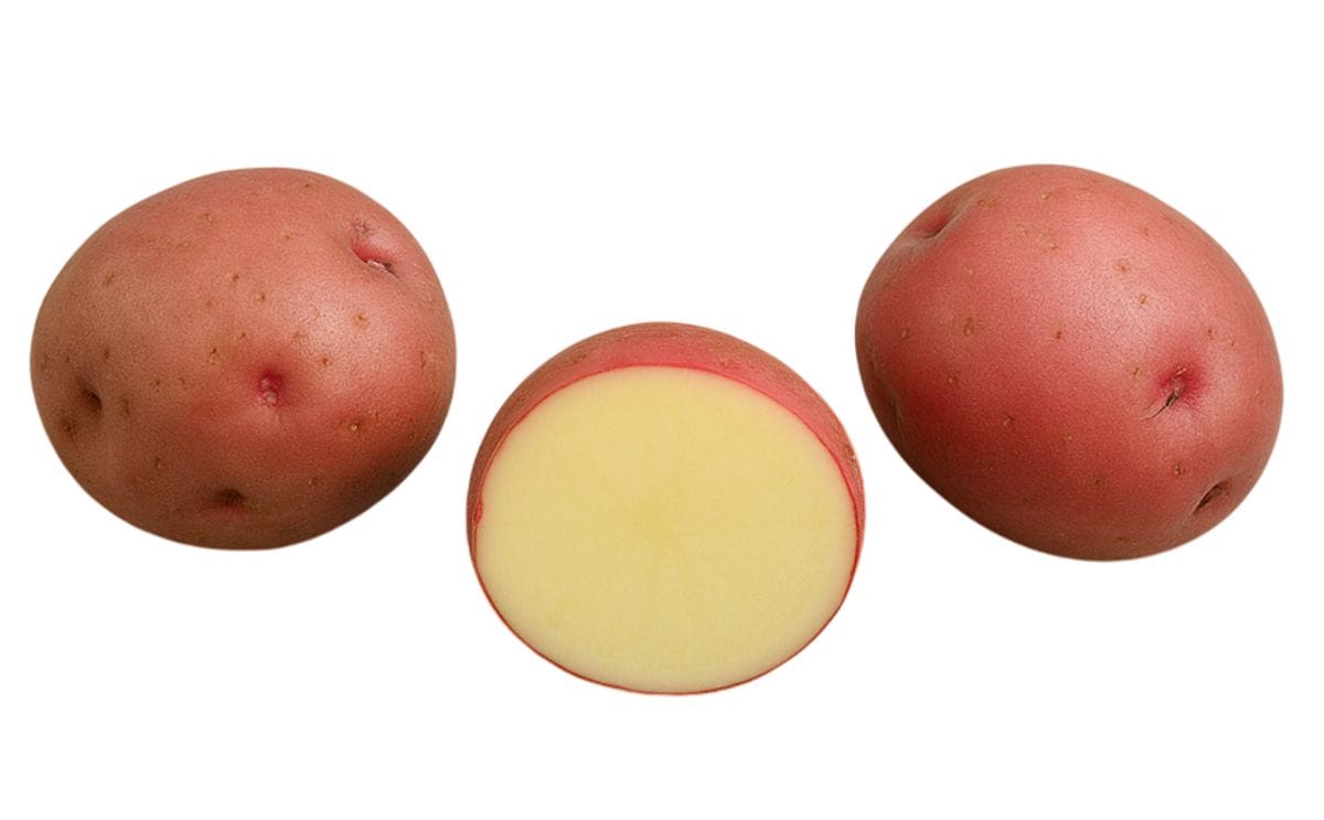 AAC RED ROVER | PotatoPro