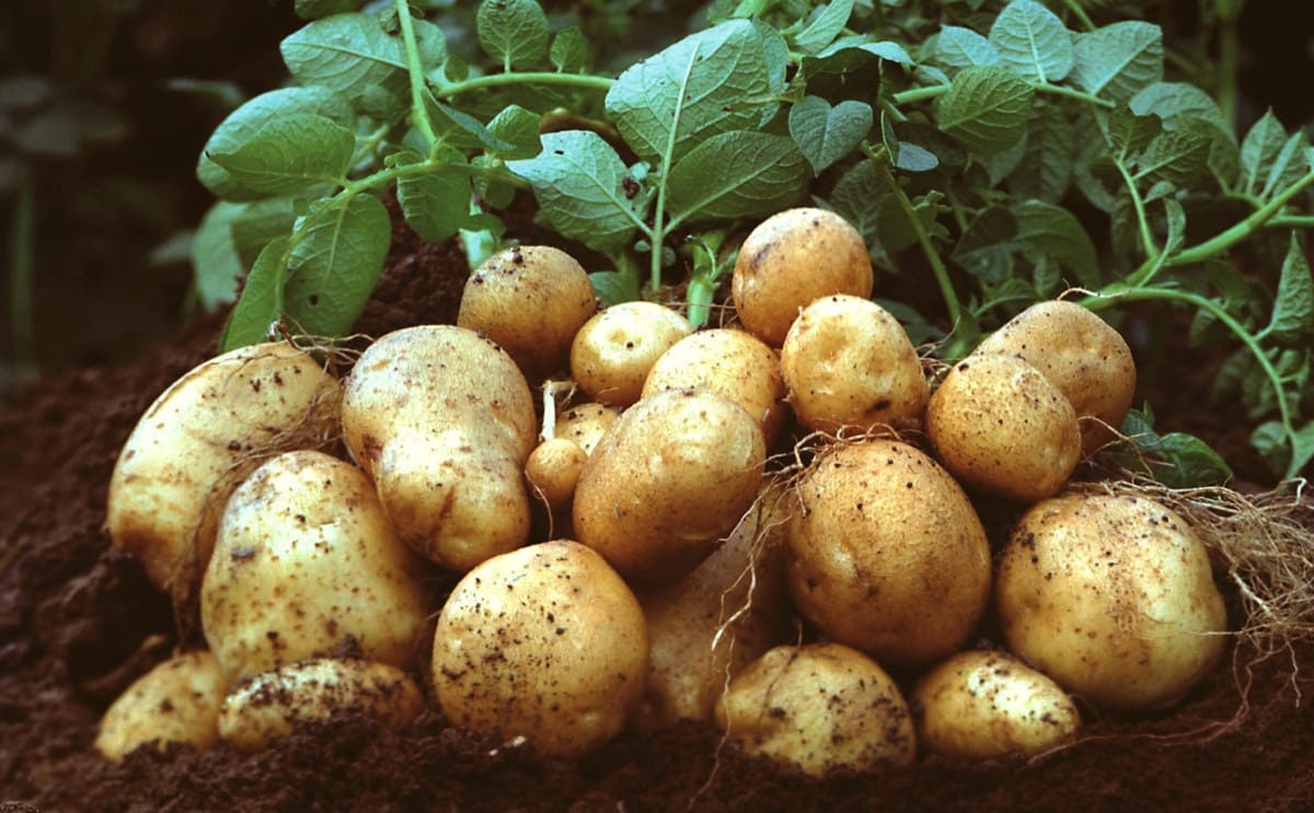 The History and Future of GM Potatoes | PotatoPro