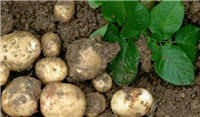 Amflora starch potatoes first EU approved GM crop in 12 years | PotatoPro
