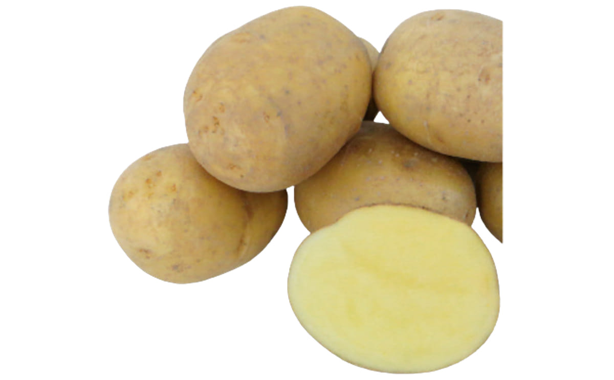 AUSTIN | PotatoPro