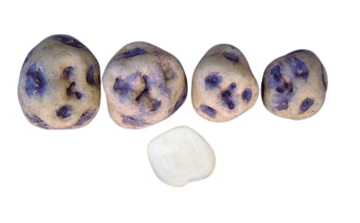 AZUL NAWI PASNA | PotatoPro