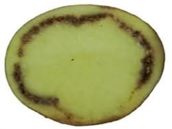Focus on Potato Talk Teaches Bacterial Ring Rot Sanitation | PotatoPro