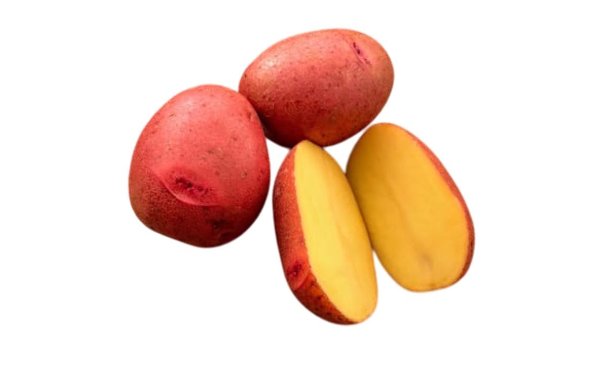 CARLA ROSA | PotatoPro