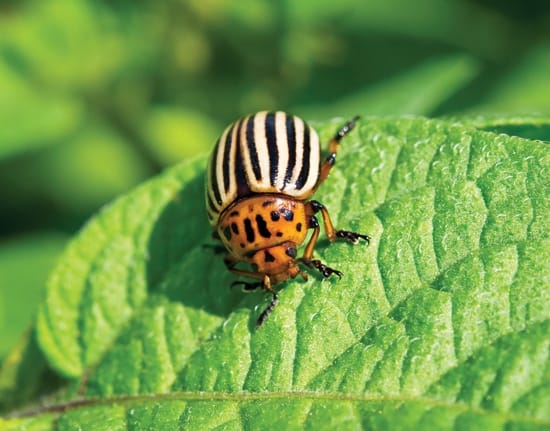 Colorado Potato Beetle insecticide resistance spreading west | PotatoPro