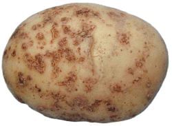 Continuing drought increases common scab threat for UK potato growers ...