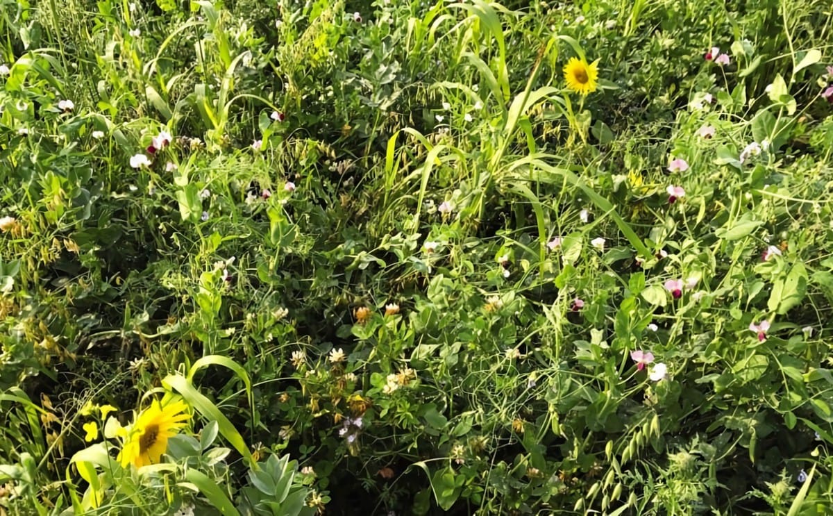 McCain trialing multi-species cover crop blend for rotation in the ...