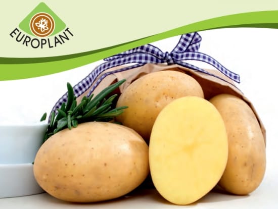 Europlant invites you to discuss seed potatoes at FruitLogistica ...