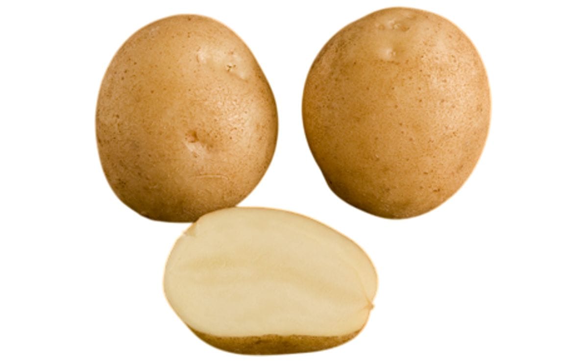 GOLDEN NUGGET | PotatoPro