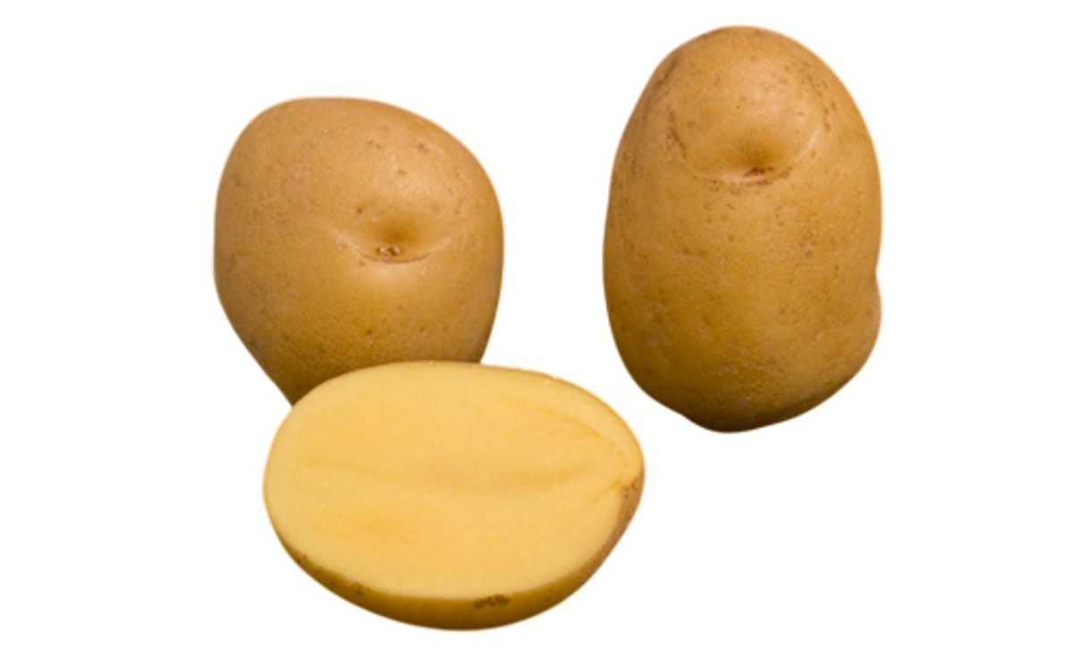 INCA DAWN | PotatoPro