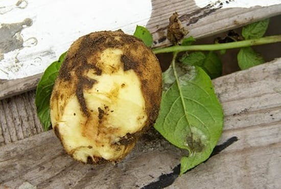 New resistance gene against potato late blight identified | PotatoPro
