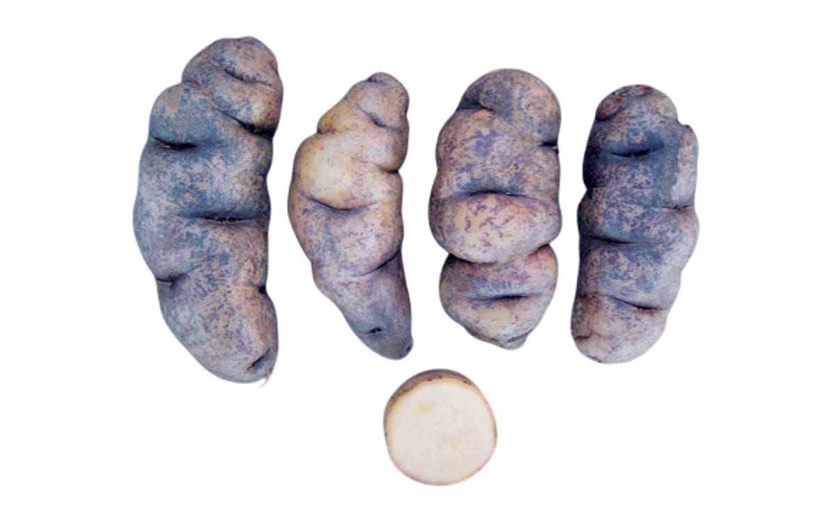 MASWA PAPA | PotatoPro