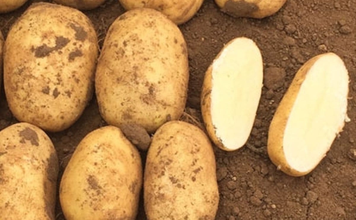 Potato harvest in Iraq and the Kurdistan region has started | PotatoPro