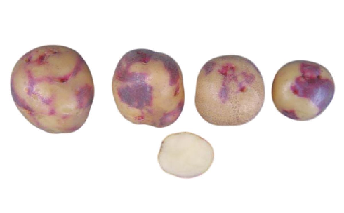 MURU PILLPINTU | PotatoPro