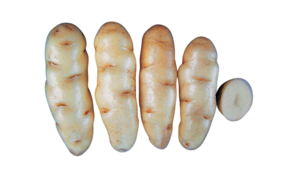 PAYAPA ANKUN | PotatoPro