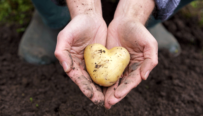 Agristo NV | PotatoPro