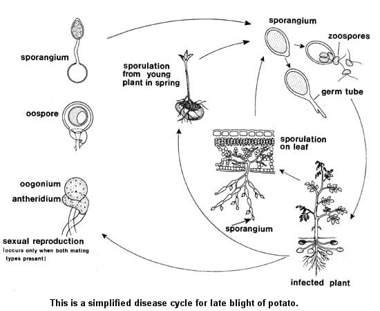 Neiker-Tecnalia scientists warn of new resistant late blight variants ...