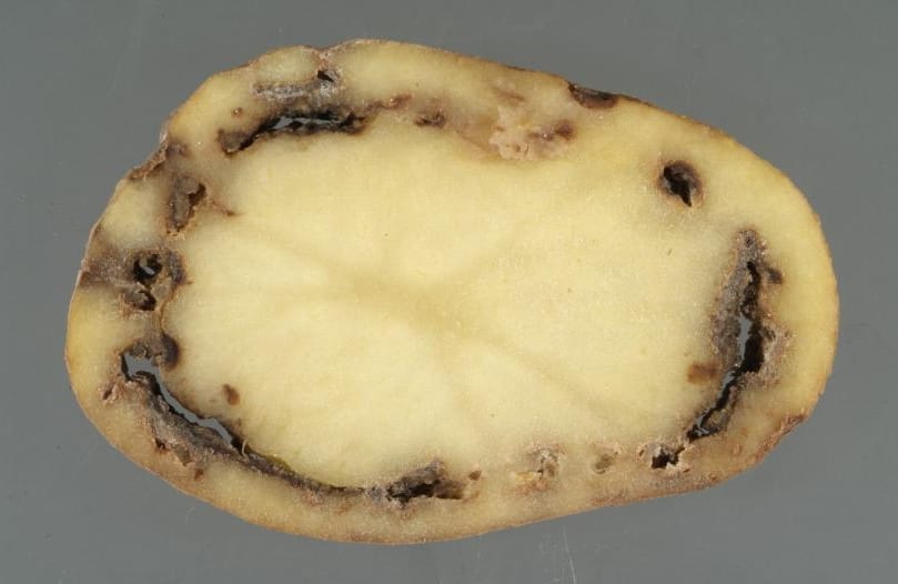 PEI government ends disinfection program to prevent ring rot; Potato ...