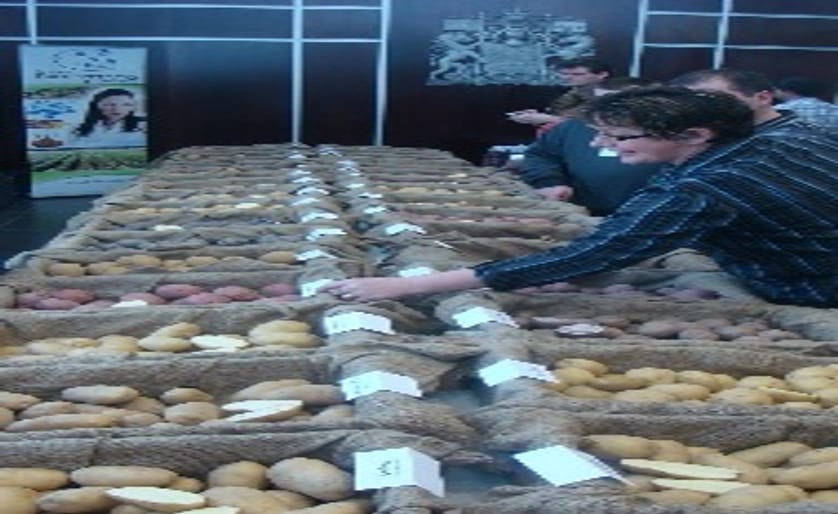 New Canadian Reds on display at Fredericton Potato Research Centre ...