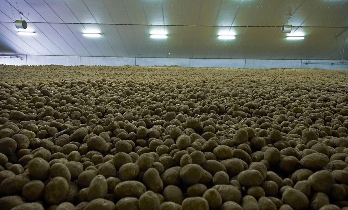 Final countdown to make sure potato stores in the UK are CIPC compliant ...