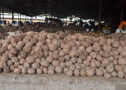 Experts call for more investment in Rwanda potato production and ...