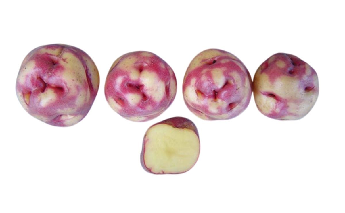 PUKA MURUNKI | PotatoPro