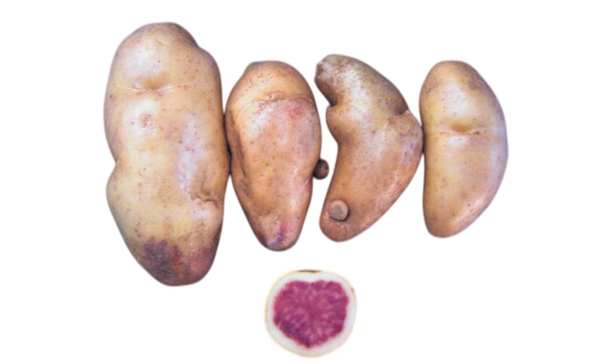 PUKA WARA | PotatoPro