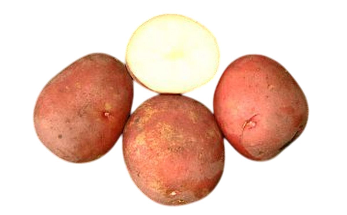 RED KING EDWARD | PotatoPro