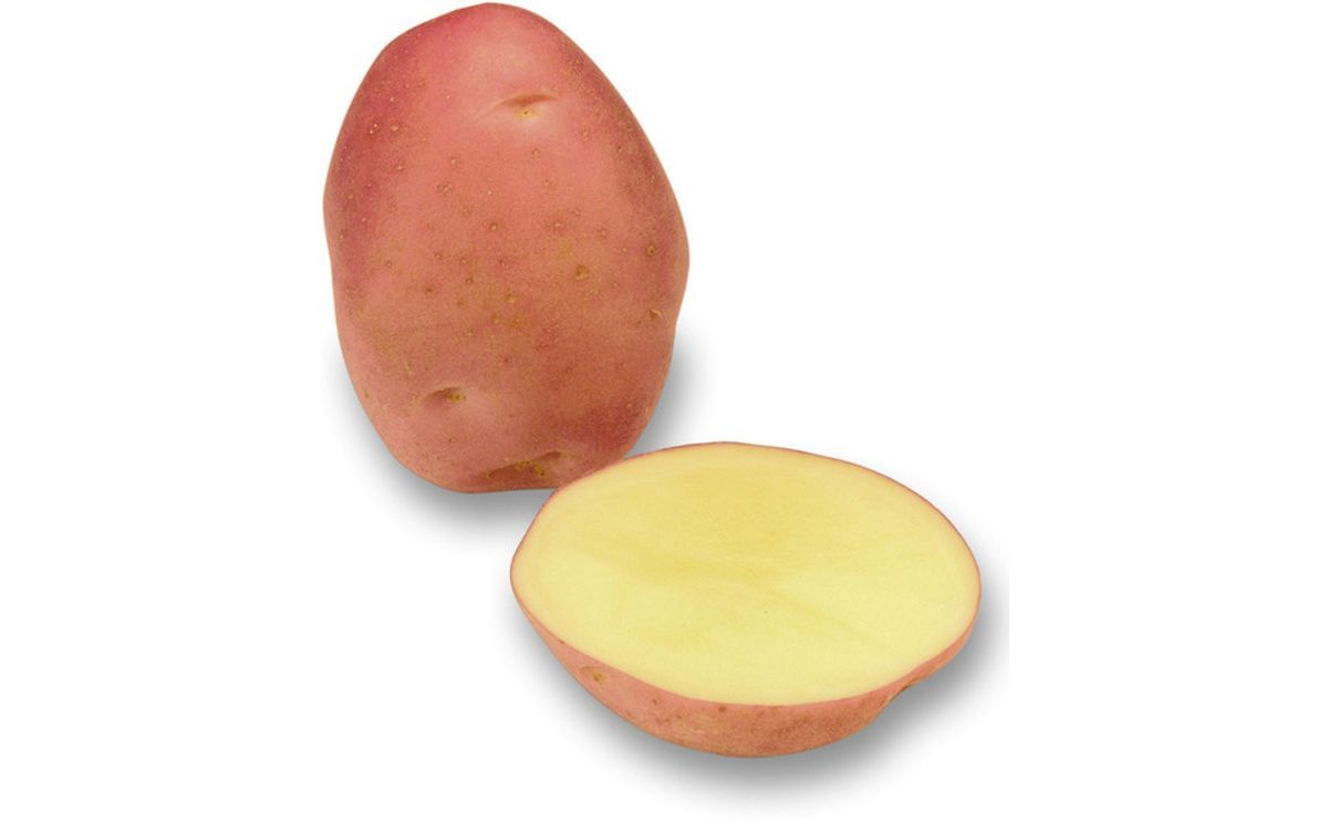 RED RASCAL | PotatoPro