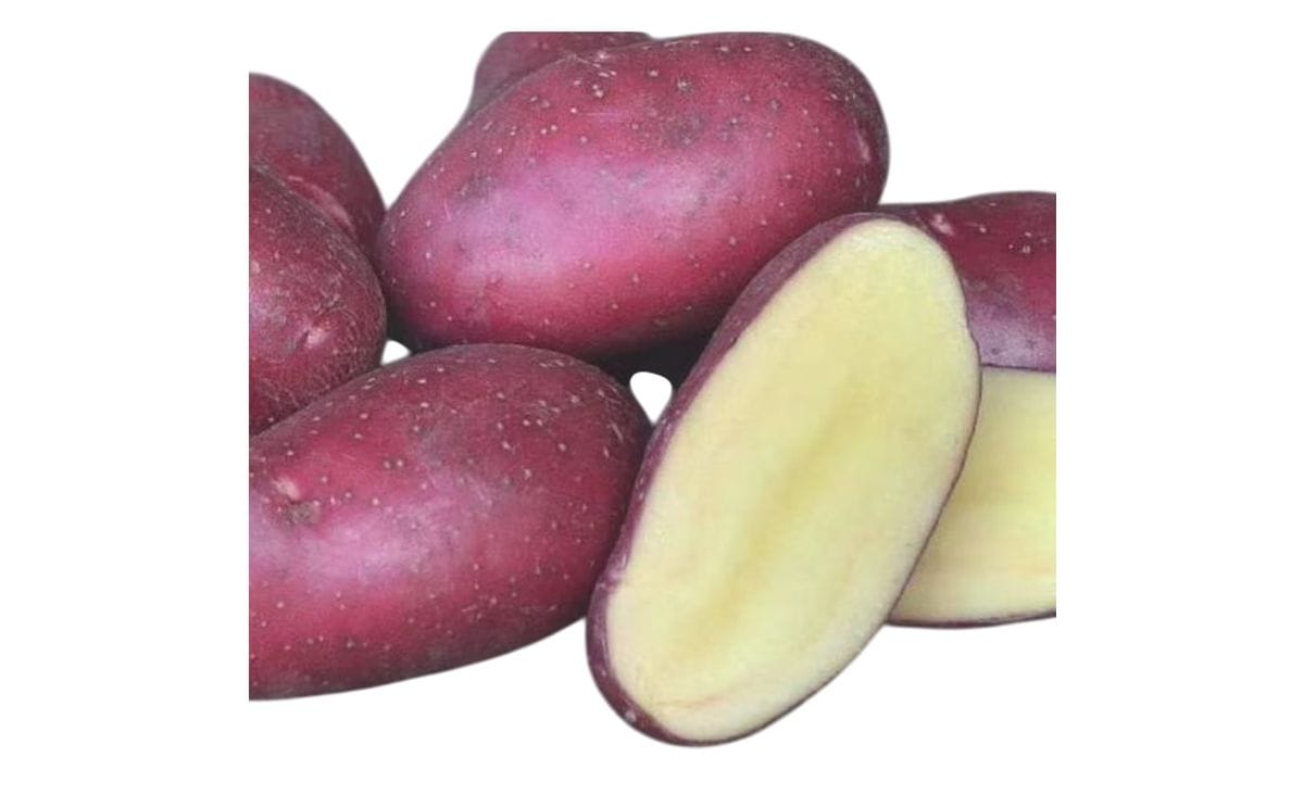 RED SNAPPER | PotatoPro