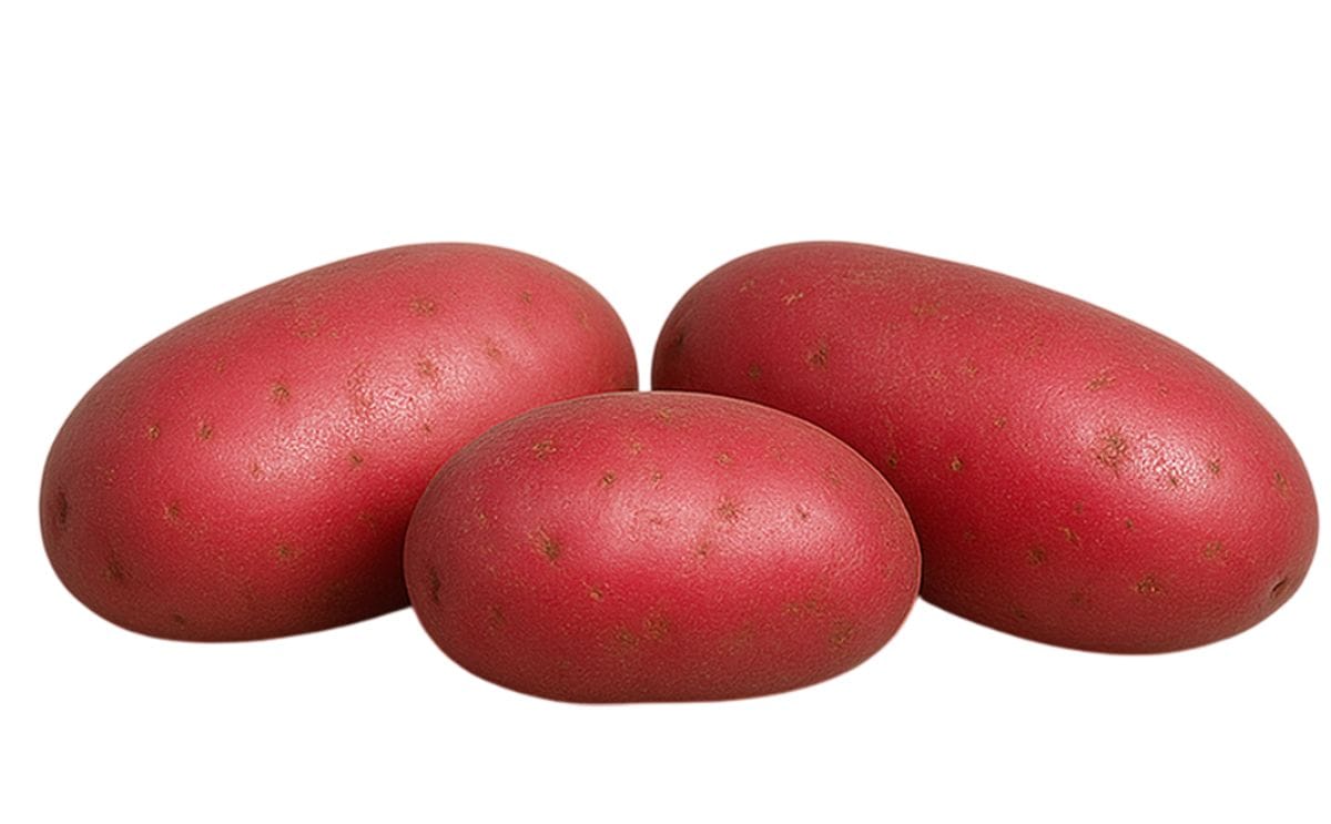 RUBICONDE | PotatoPro