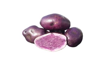 RUSSIAN BLUE | PotatoPro