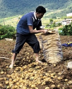 Sri Lanka Government introduces guaranteed price for potatoes | PotatoPro