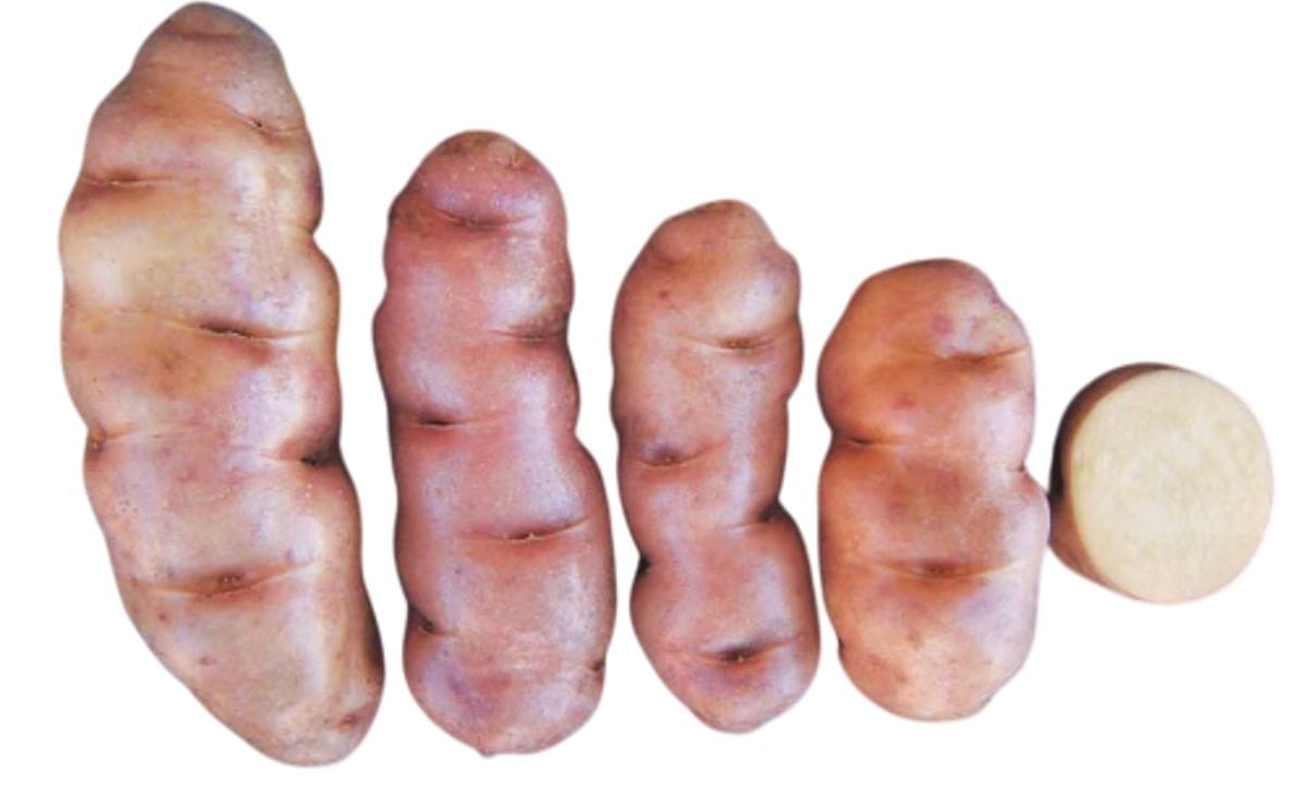 SUYTU OCA | PotatoPro