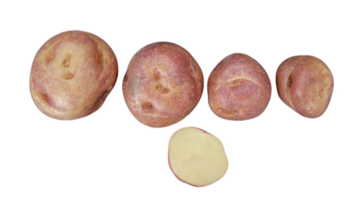 UQI LLIKILLA | PotatoPro