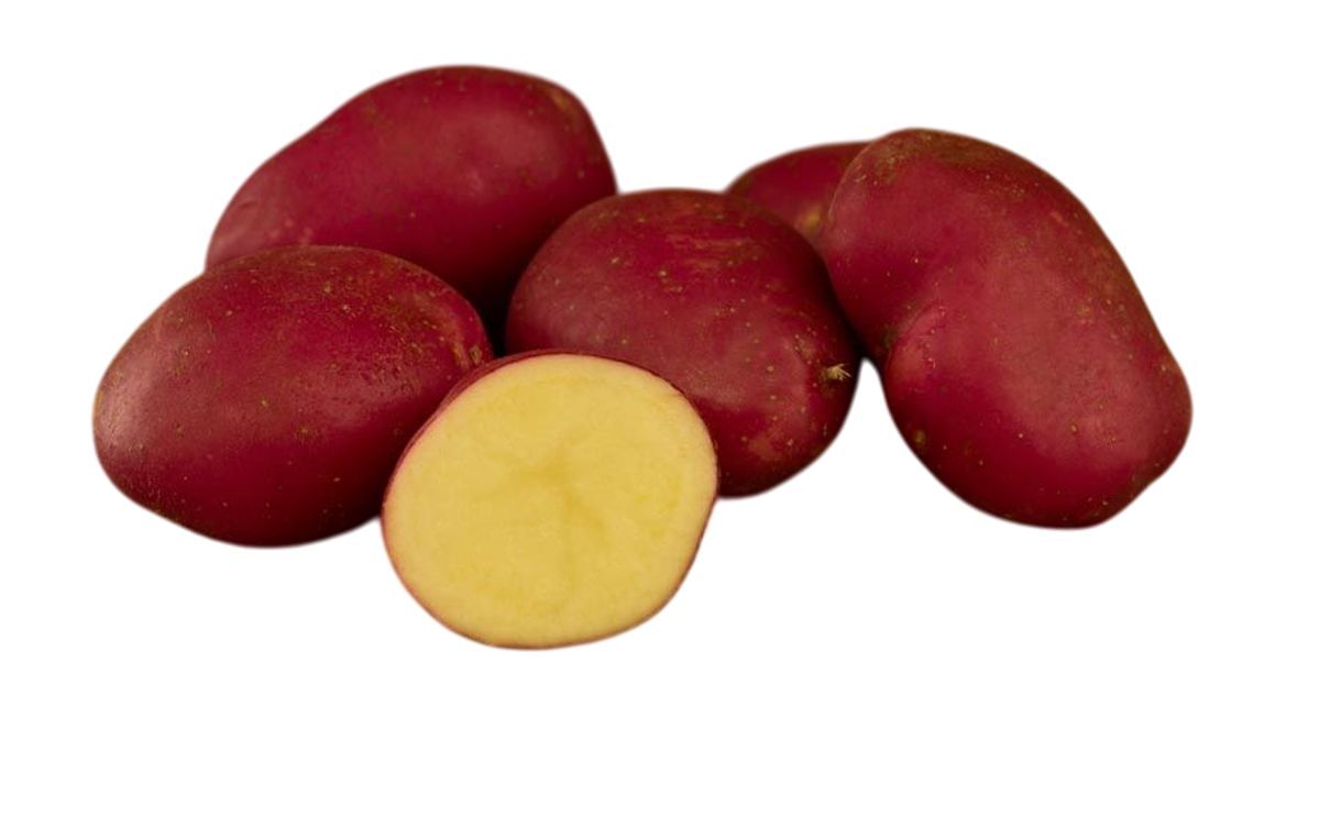 VAN ROSA | PotatoPro