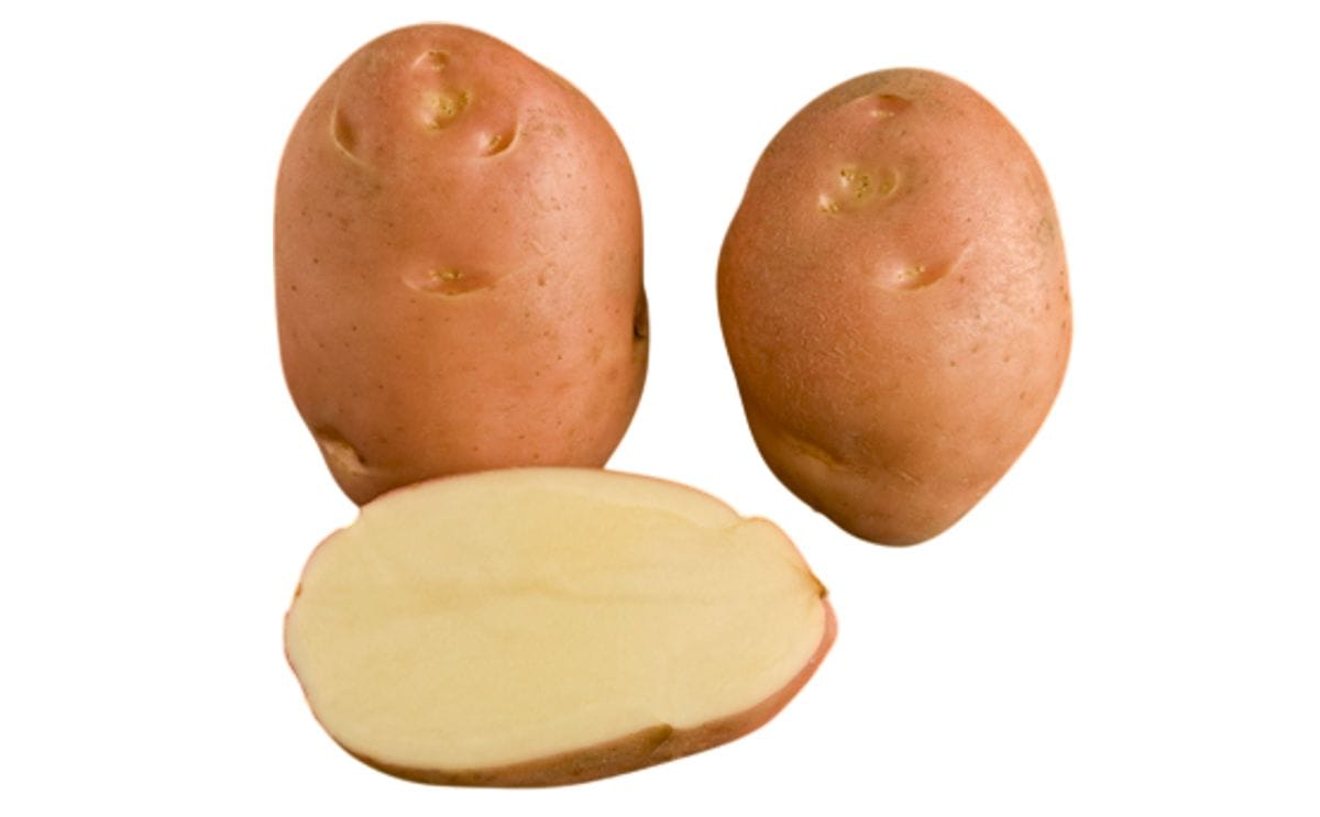 VANESSA | PotatoPro