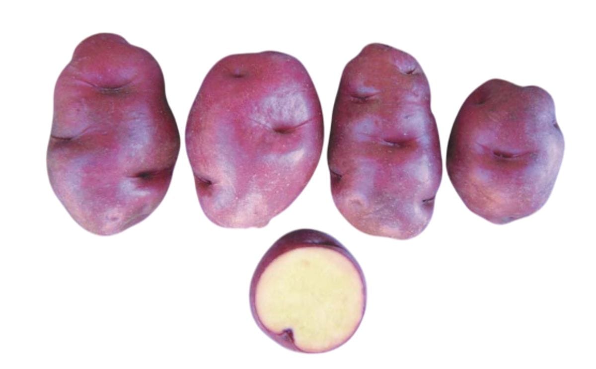 VIRGEN DE CHAPI | PotatoPro