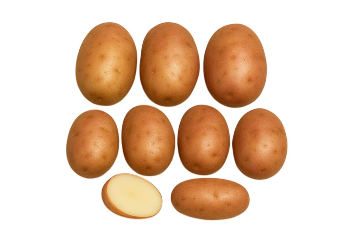 WANJIKU | PotatoPro