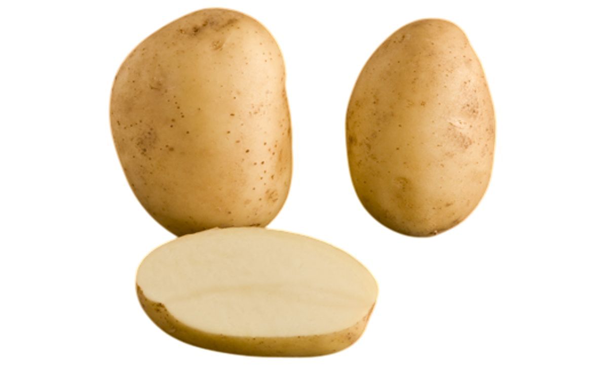 WHITE LADY | PotatoPro