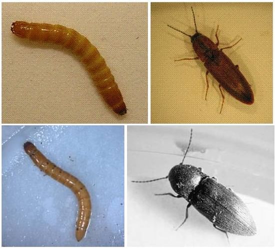 No simple solution to deal with wireworm | PotatoPro