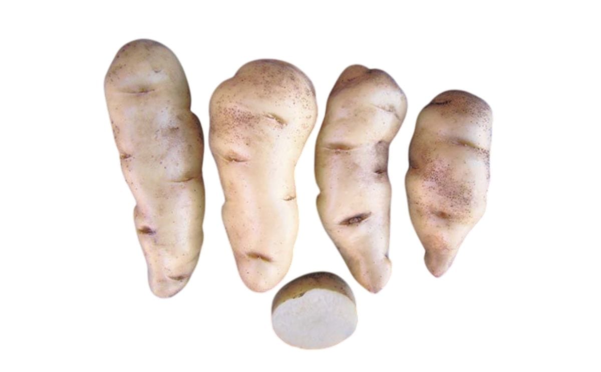 YURAQ OCA | PotatoPro