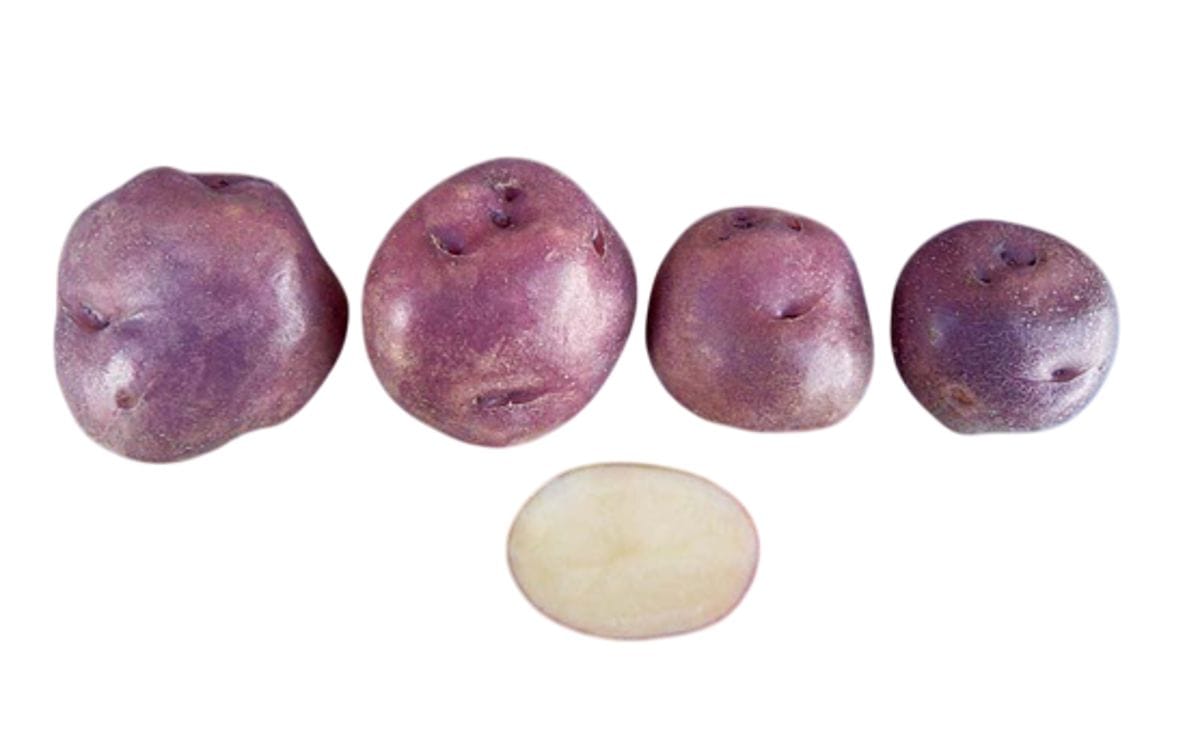 YUTUPA RUNTUN | PotatoPro