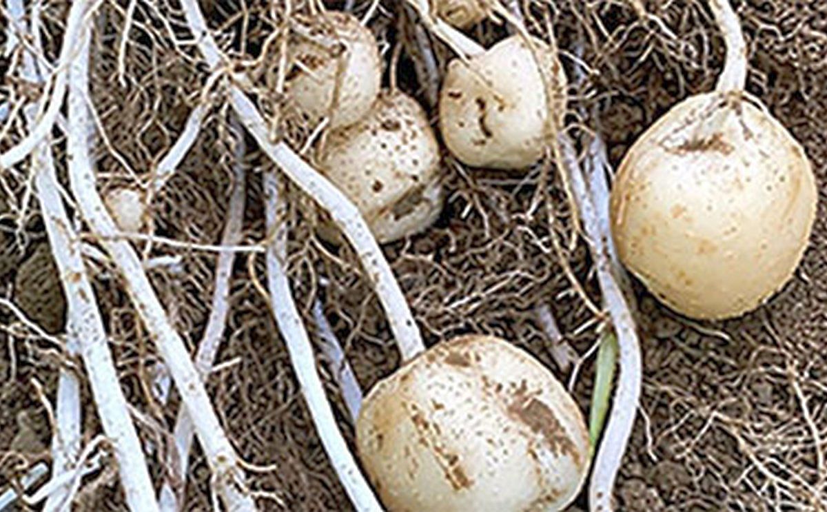 Usda Extends Deregulation Of Simplot Potato Varieties Developed Using